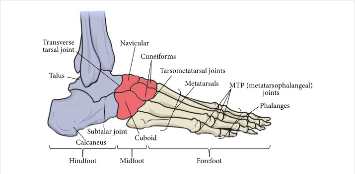 Why you need to own your foot - Restore Prehabilitation and Recovery
